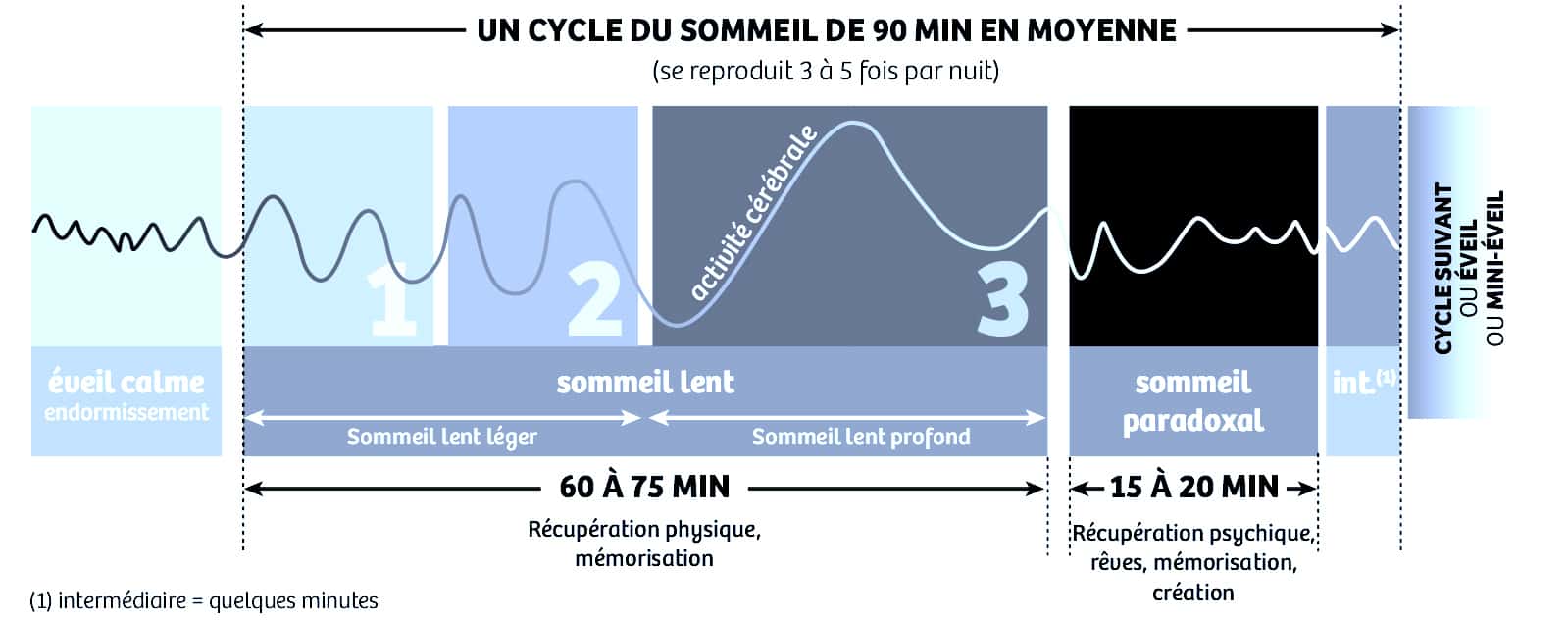 Comprendre le cycle du sommeil I Bienvenue sur remède insomnie