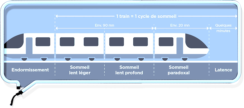 Comprendre le cycle du sommeil I Bienvenue sur remède insomnie